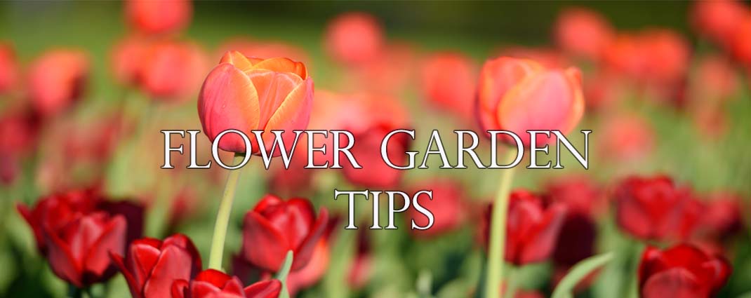Flower Garden Tips - This Is My Garden