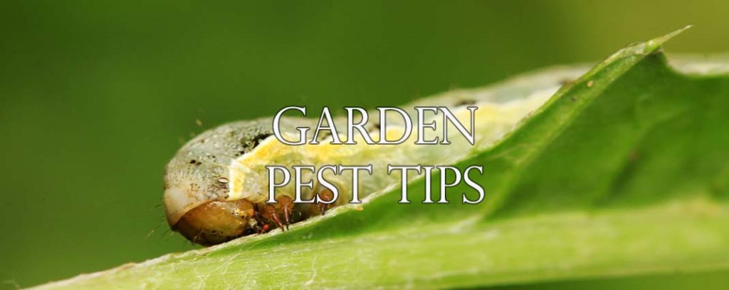 Pest Control Tips - This Is My Garden