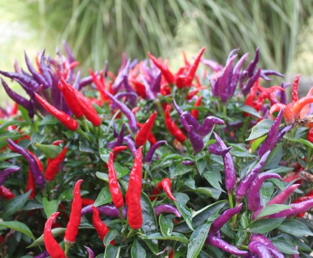 Creating Gorgeous Hanging Baskets and Containers - From Ornamental Peppers!