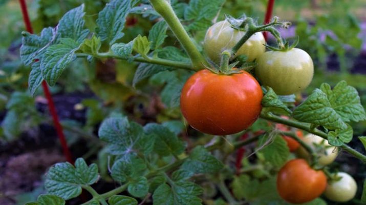 Growing Container Tomatoes - 3 Great Varieties To Try On Your Patio!