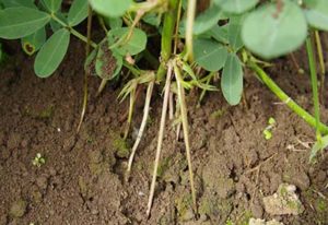 Growing Peanuts - How To Grow Peanuts In Your Backyard