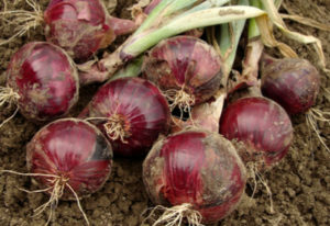 A Blue Ribbon Winning Fresh Salsa Recipe - Straight From The Garden!