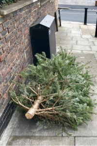 Caring For A Living Christmas Tree - Before, During And After Christmas!