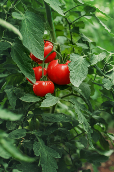 The Secret To Planting Tomatoes - 6 Keys To Planting Success!