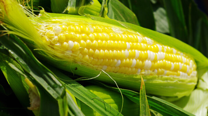 Growing Heirloom Sweet Corn - 5 Great Varieties To Grow In The Garden!