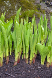 How To Divide and Transplant Hostas This Spring To Create More Plants!