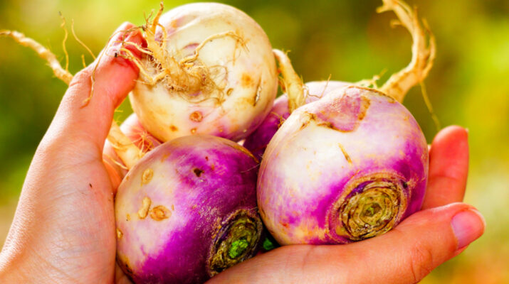 Growing Turnips From Seed - How To Plant, Maintain and Harvest Turnips