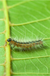 How To Control Webworms - Protecting Trees & Shrubs From Worm Nests