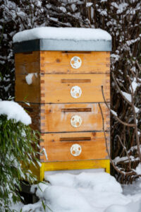 3 Fascinating Facts How Honey Bees Survive Winter!