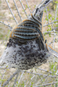 How To Control Webworms - Protecting Trees & Shrubs From Worm Nests