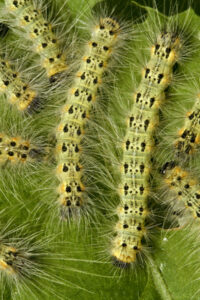 How To Control Webworms - Protecting Trees & Shrubs From Worm Nests