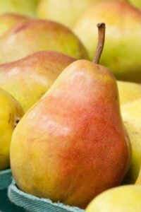 Planting Dwarf Pear Trees - 3 Great Trees To Fit Almost Any Landscape!