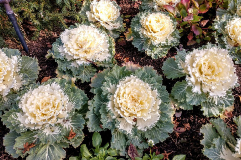 A Visit To Seattle's Beautiful Chihuly Garden - A Garden Of Wonder!