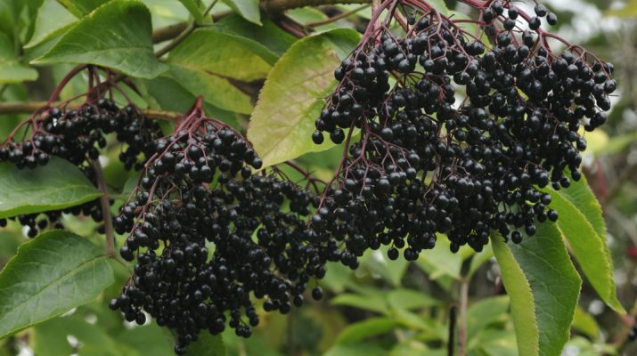 How To Grow Elderberry Bushes - Add Super Fruit To Your Landscape!