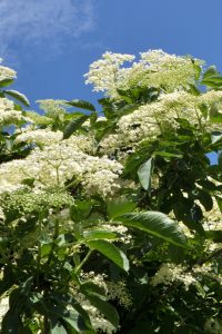 How To Grow Elderberry Bushes - Add Super Fruit To Your Landscape!