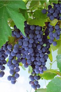 Growing Grapes - How To Plant & Maintain Grape Vines