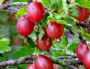 Growing Grapes - How To Plant & Maintain Grape Vines