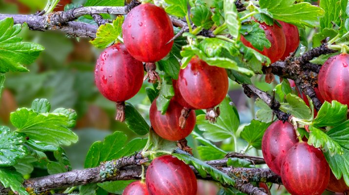 Growing Gooseberries - How To Plant, Grow & Maintain This Unique Fruit!