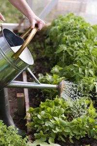 5 Simple Secrets To Watering Vegetable Plants & Gardens For Success!