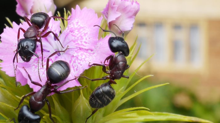 How To Control Ants On Plants! 5 All-Natural Methods To Stop Ants
