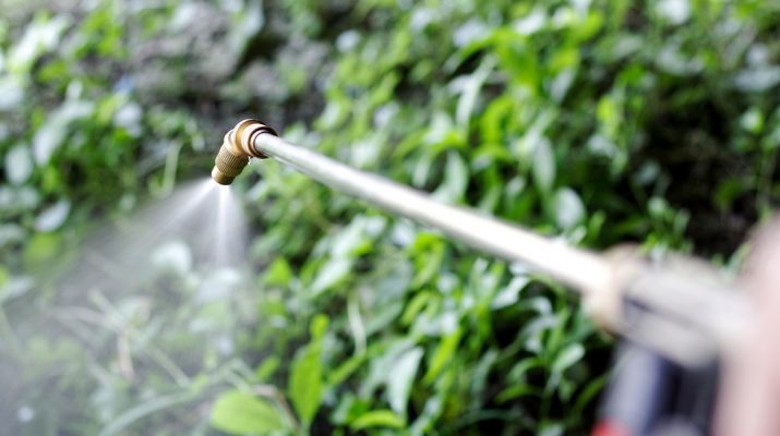 The Dangers of Spraying Weedkiller To The Trees & Plants In Your Yard