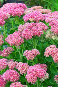 How To Plant & Grow Sedum - A Hardy Perennial With Stunning Fall Color!