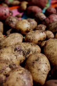 How To Harvest, Cure And Store Potatoes For Long-Term Storage