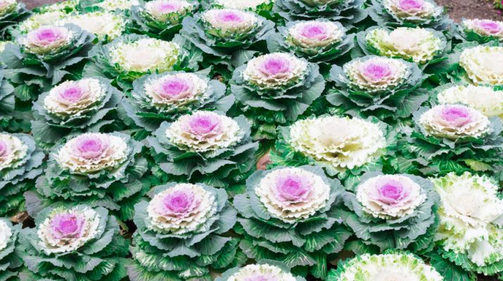 How To Grow Ornamental Cabbage For Amazing Fall Color In Pots & Beds