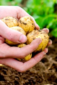 How To Harvest, Cure And Store Potatoes For Long-Term Storage