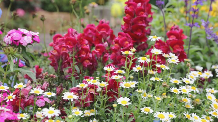 Perennial Flower Swaps - How To Share Plants With Friends This Fall!