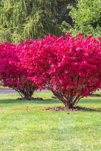 How To Grow Burning Bushes - And Why To Be Cautious When Planting!
