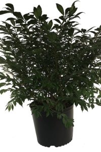 How To Grow Burning Bushes - And Why To Be Cautious When Planting!