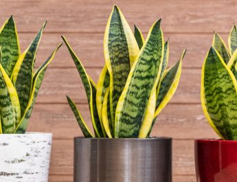 This Is My Garden - Garden Tips, Ideas And More!