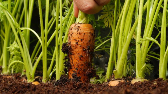 How To Grow Straight Carrots - The 2 Simple Secrets To Success!