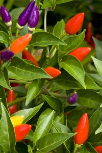 How To Grow Ornamental Peppers To Create Amazing Pots & Containers!