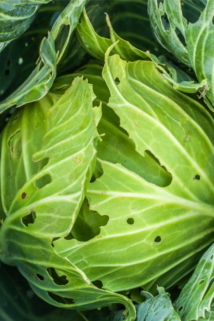 Stopping Cabbage Worms - How To Protect Your Vegetable Garden!