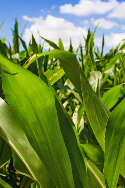 How To Plant And Grow Popcorn The Simple Steps To A Great Harvest