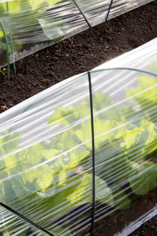 Stopping Cabbage Worms - How To Protect Your Vegetable Garden!