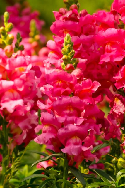 Growing Snapdragons - How To Keep Snapdragons Blooming All Summer!
