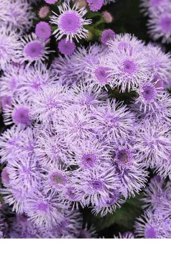 How To Grow Ageratum - The Gorgeous Annual With Big Flower Power!
