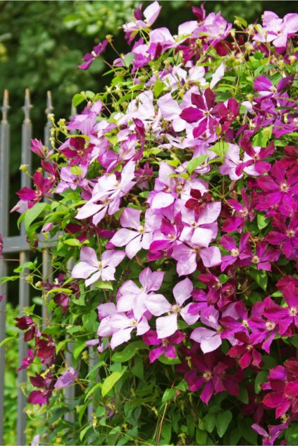 How To Grow Clematis - Add Vertical Flower Power To Your Landscape!