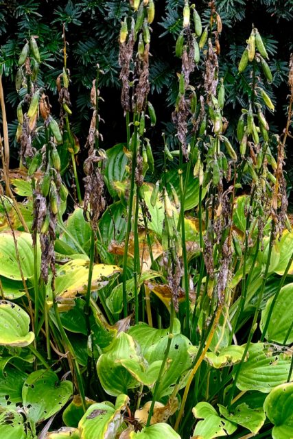 How To Keep Hostas Healthy All Summer Long - Even After They Bloom!