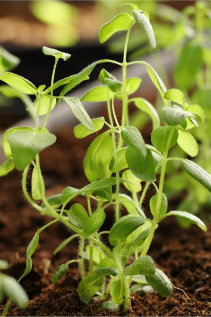 Growing Snapdragons - How To Keep Snapdragons Blooming All Summer!