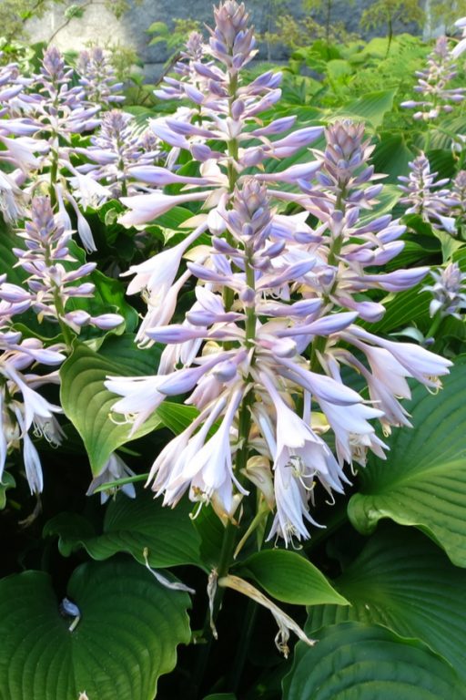 How To Keep Hostas Healthy All Summer Long - Even After They Bloom!
