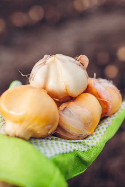 How To Plant Allium Bulbs This Fall For Gorgeous Spring Color!