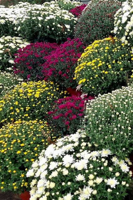 How To Make Mums Bloom Longer This Fall - The 3 Secrets To Success!