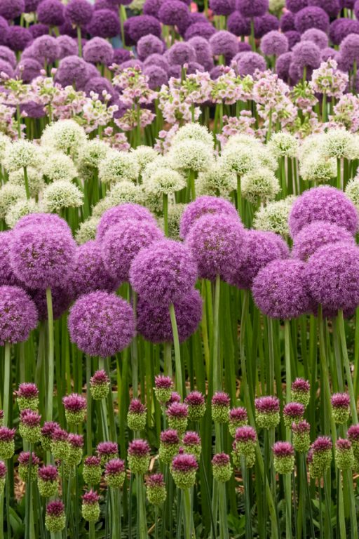 How To Plant Allium Bulbs This Fall For Gorgeous Spring Color!