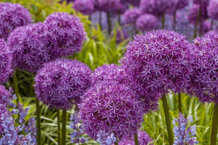 How To Plant Allium Bulbs This Fall For Gorgeous Spring Color!