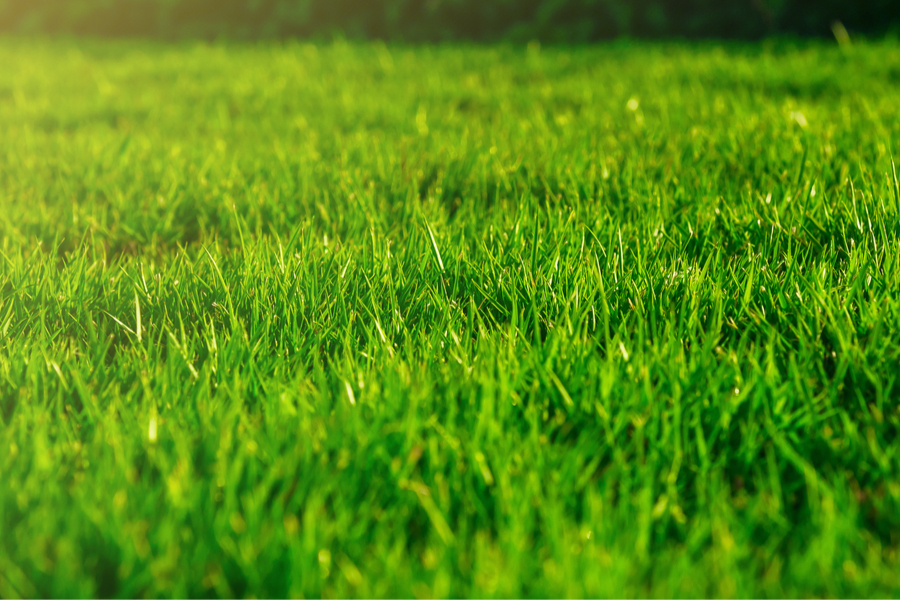5 Must Do Fall Lawn Chores - How To Get Your Lawn In Great Shape Now!