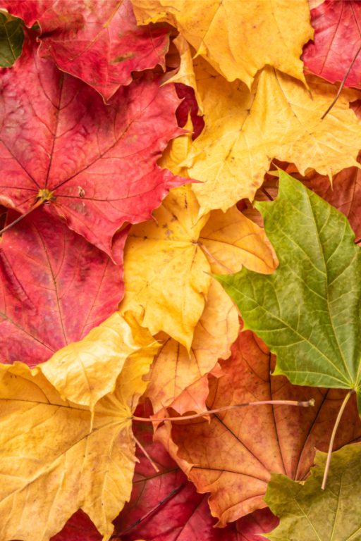 How To Know What Leaves To Compost - Good Leaves Vs. Bad Leaves